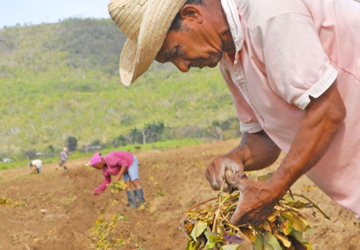 Periódico de la provincia de Guantánamo | Día del campesino en fotos