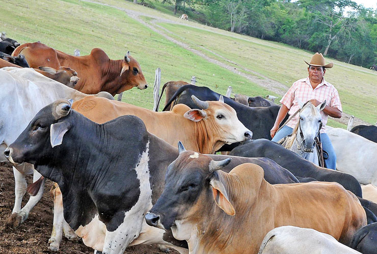 Periódico de la provincia de Guantánamo | Día del campesino en fotos
