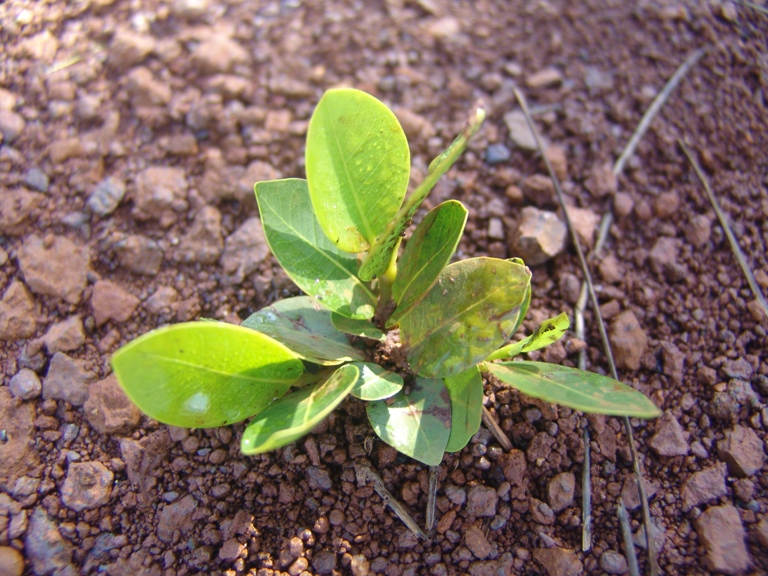 Periódico de la provincia de Guantánamo | El hicaco, cultivo ...